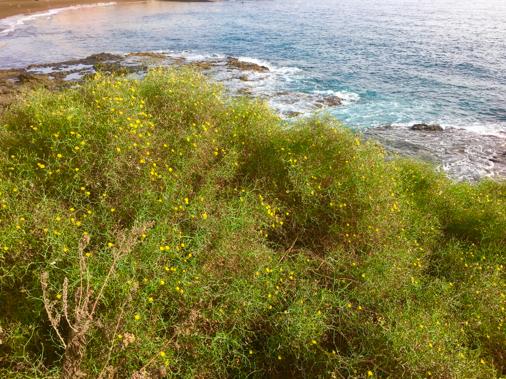 La minúscula flor de la aulaga – Ventana Verde