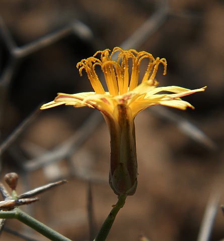 La minúscula flor de la aulaga – Ventana Verde