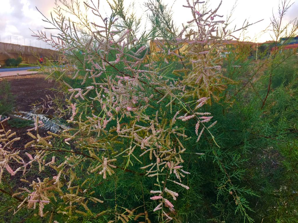 Tarajales en flor – Ventana Verde