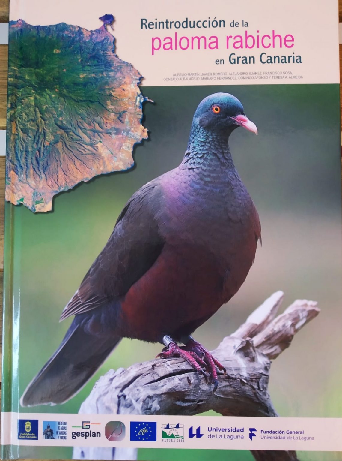 La paloma rabiche en Gran Canaria. – Ventana Verde